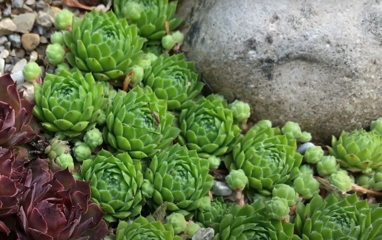 Sedum Garden Ideas - GardenProfy