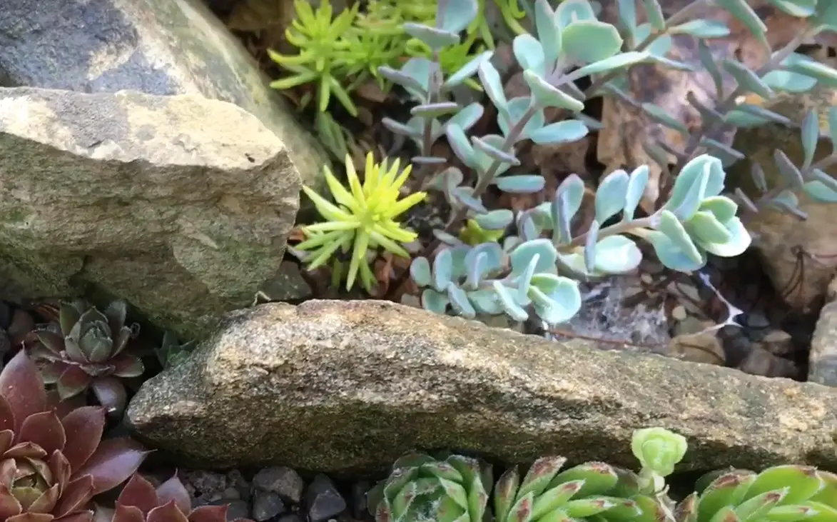 Sedum Garden Ideas - GardenProfy