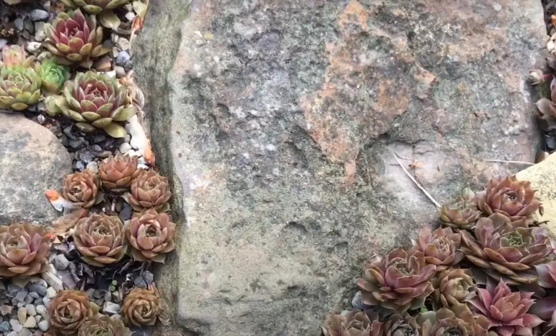 Sedum Garden Ideas - GardenProfy