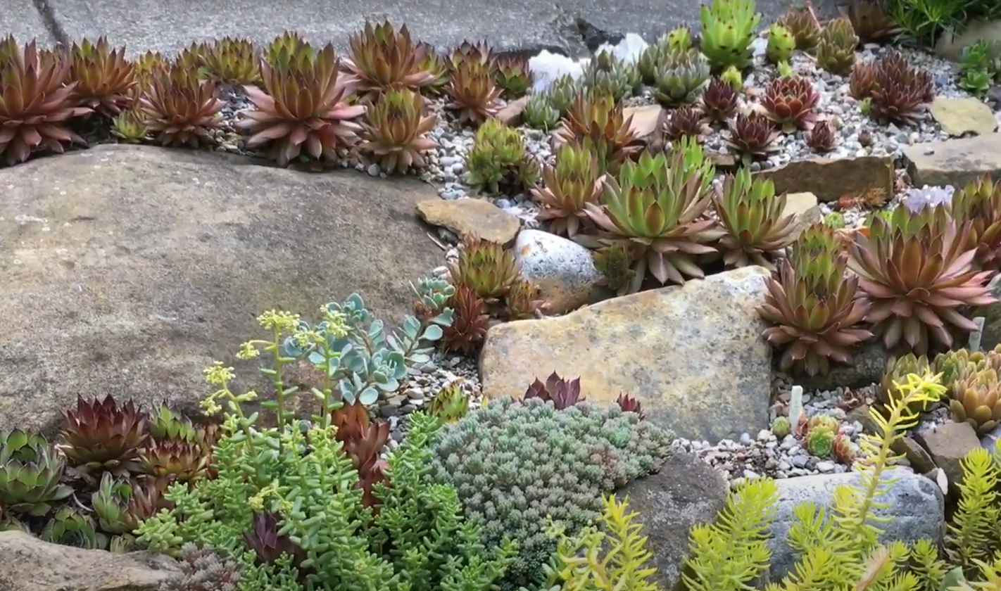 Sedum Garden Ideas - GardenProfy