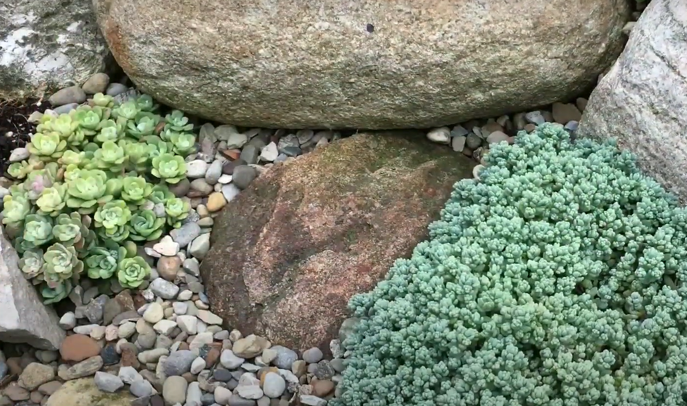 Sedum Garden Ideas - GardenProfy