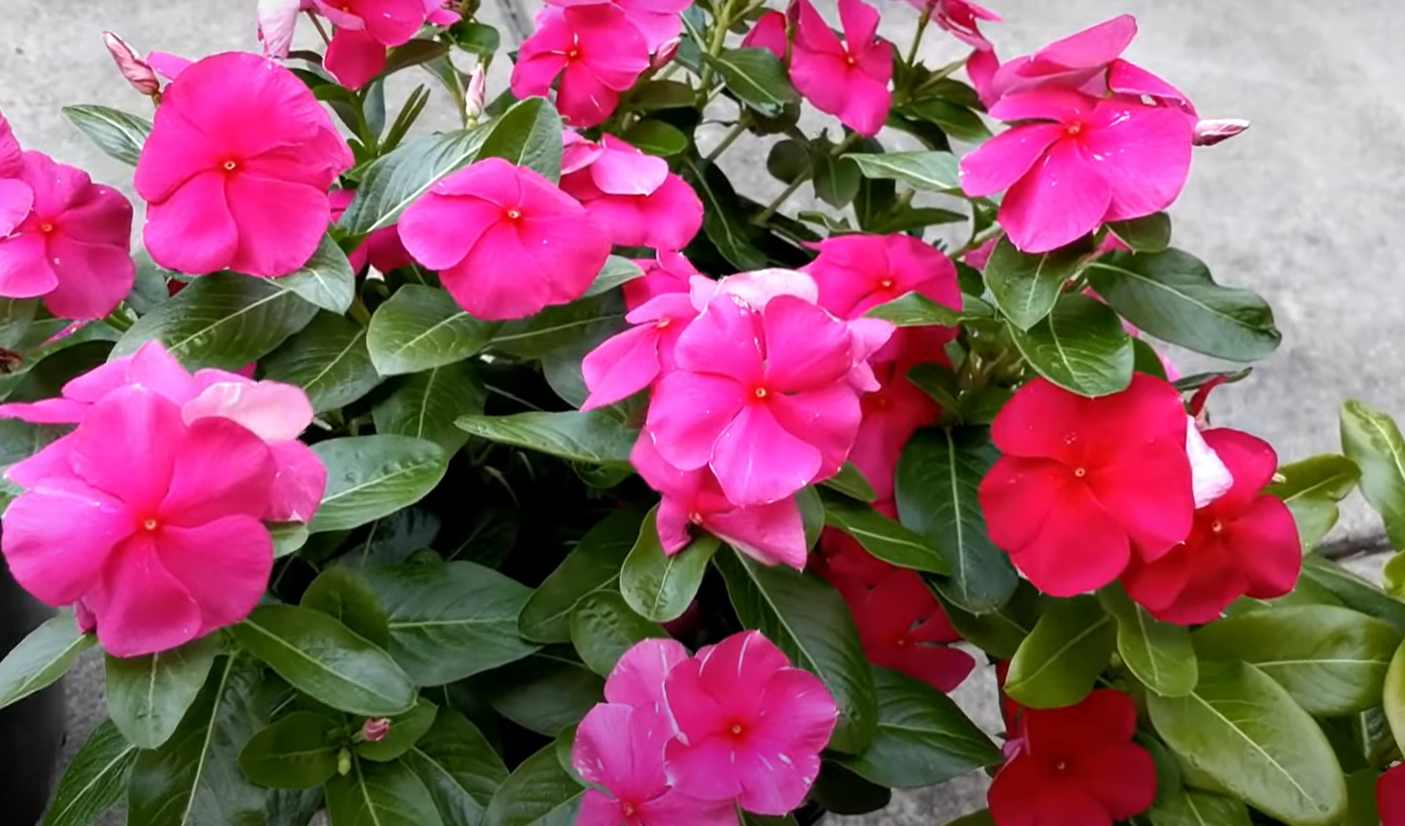 Vinca Garden Ideas - GardenProfy