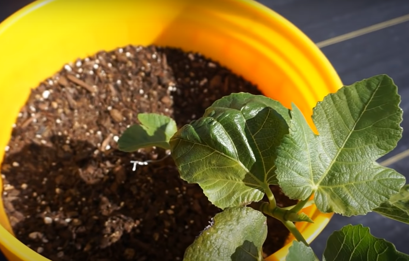 Weeds That Look Like Small Trees - GardenProfy