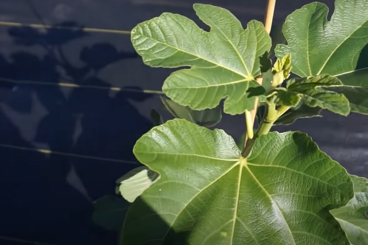 Weeds That Look Like Small Trees - GardenProfy