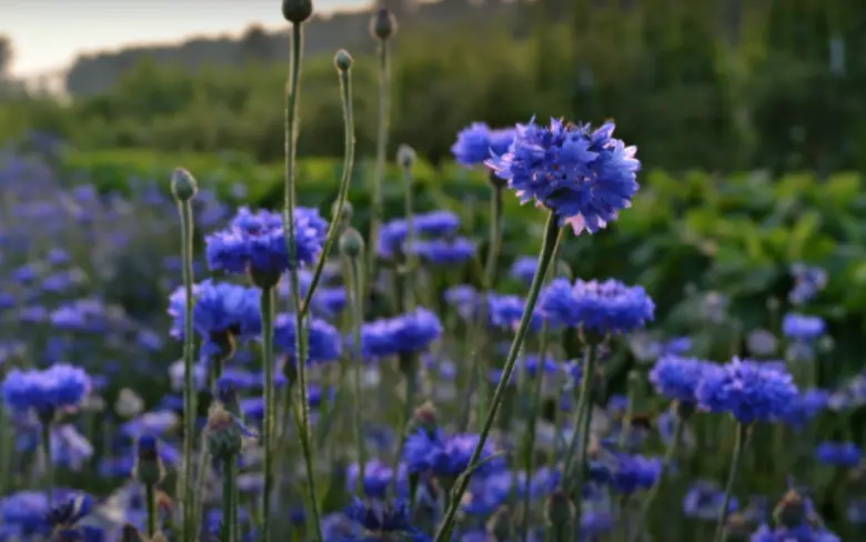 Weeds With Blue Flowers - GardenProfy
