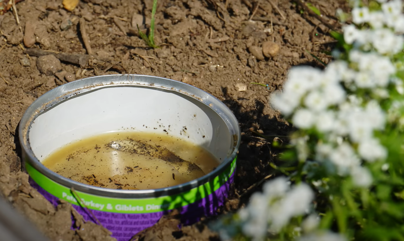 What Animals Eat Pepper Plants in the Garden? - GardenProfy