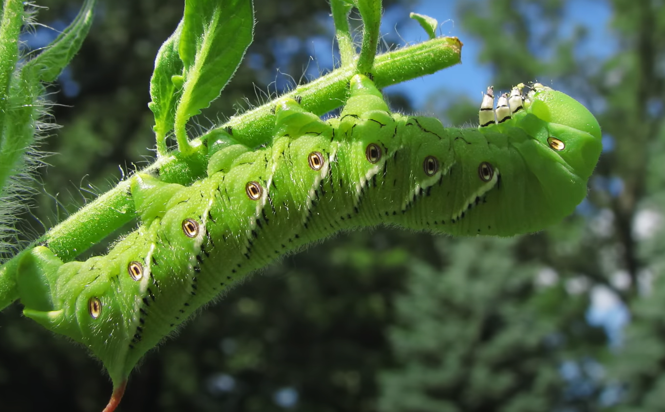 What Animals Eat Pepper Plants in the Garden? - GardenProfy