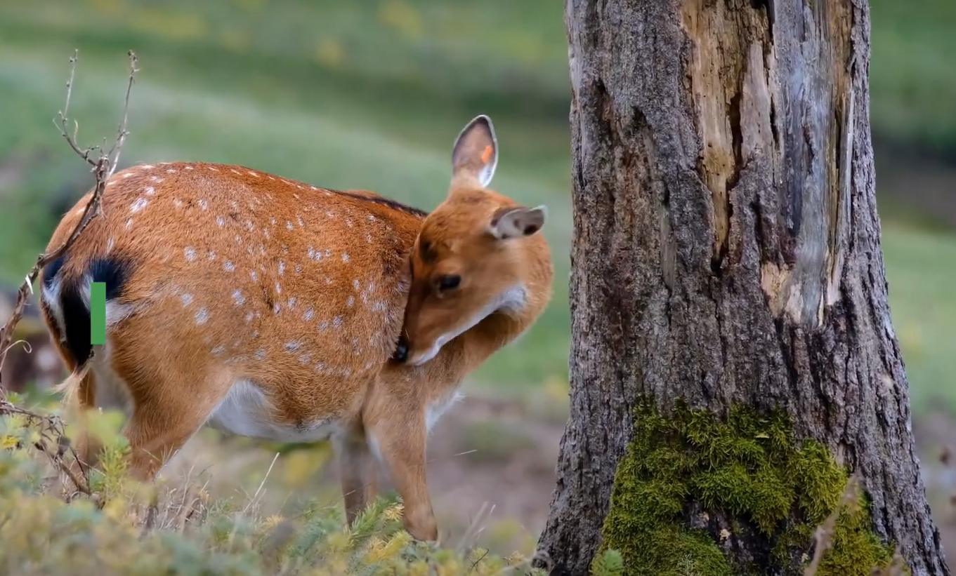 What Animals Eat Wood in the Garden? - GardenProfy