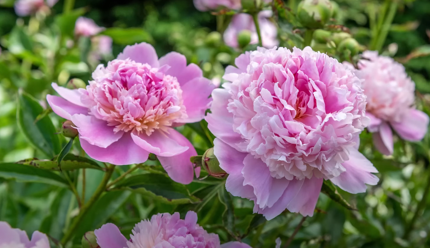 When to Transplant Peonies? - GardenProfy