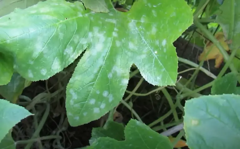 White Spots on Cucumber Leaves: What to Do? - GardenProfy