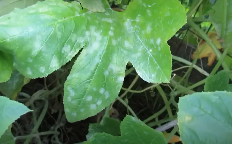 White Spots on Cucumber Leaves: What to Do? - GardenProfy