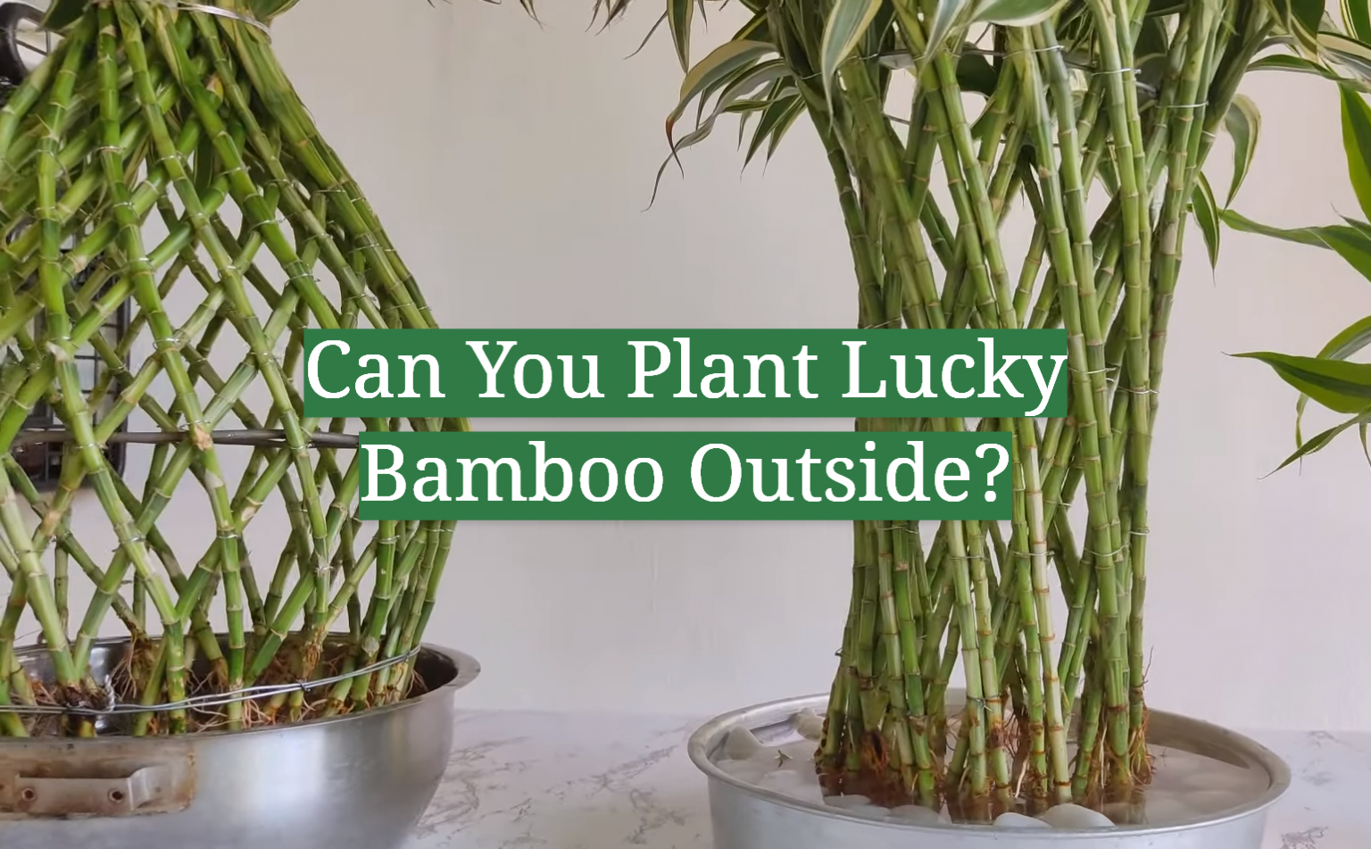 Can You Plant Lucky Bamboo Outside? - GardenProfy