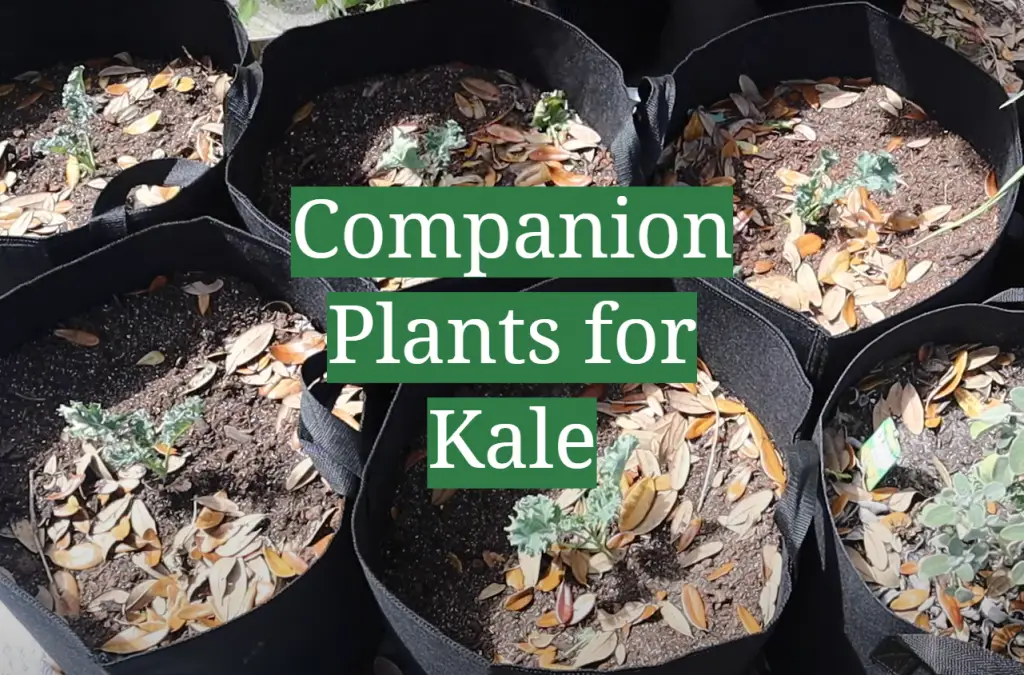 Companion Plants for Kale - GardenProfy