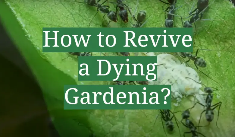How to Revive a Dying Gardenia? - GardenProfy