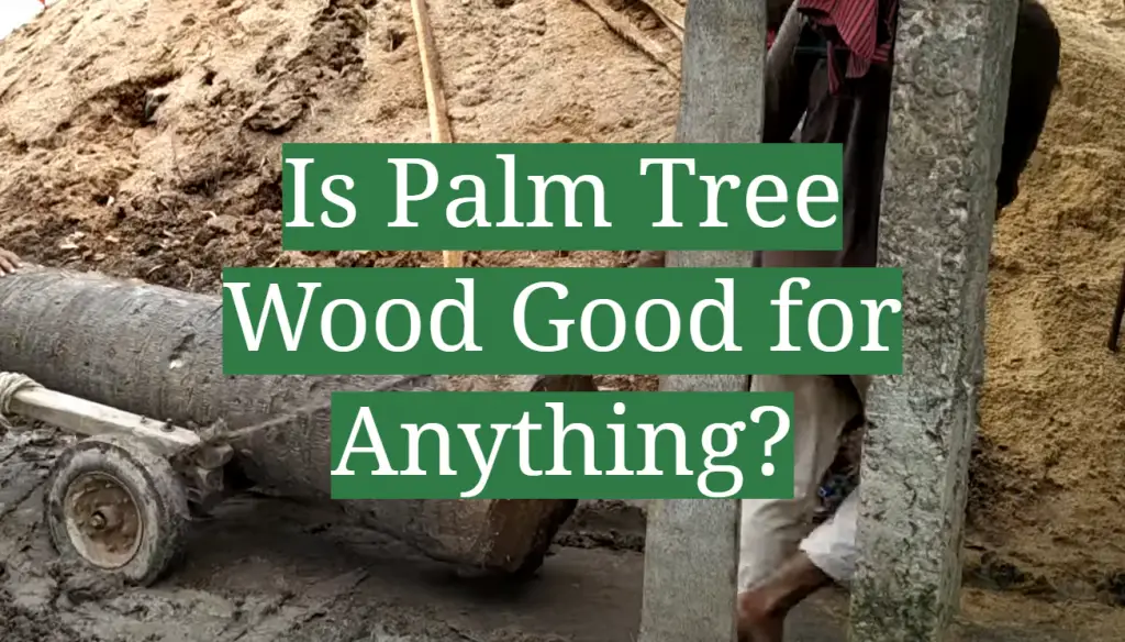 Is Palm Tree Wood Good for Anything? - GardenProfy