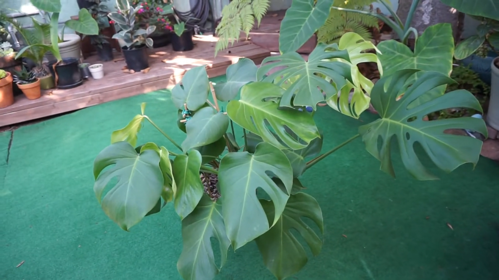 Can You Plant Monstera Outside? - GardenProfy