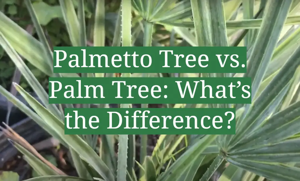 Palmetto Tree vs. Palm Tree: What’s the Difference? - GardenProfy