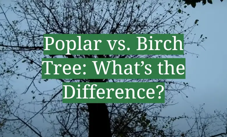 Poplar vs. Birch Tree: What’s the Difference? - GardenProfy