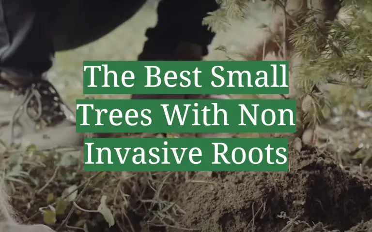 The Best Small Trees With Non Invasive Roots - GardenProfy