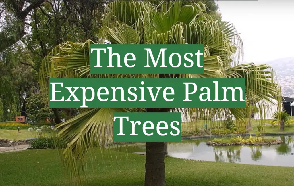 The Most Expensive Palm Trees - GardenProfy