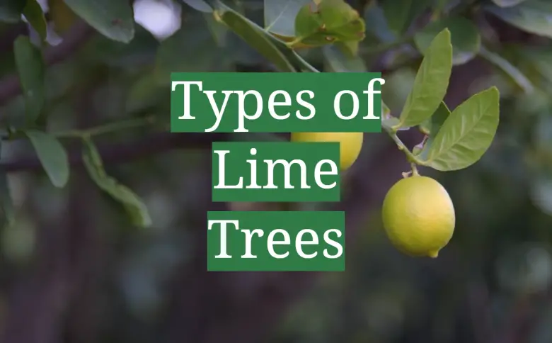 Types of Lime Trees - GardenProfy