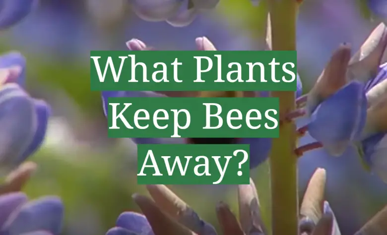 What Plants Keep Bees Away? - GardenProfy