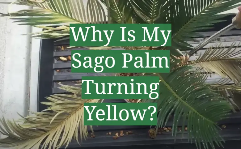 Why Is My Sago Palm Turning Yellow? - GardenProfy