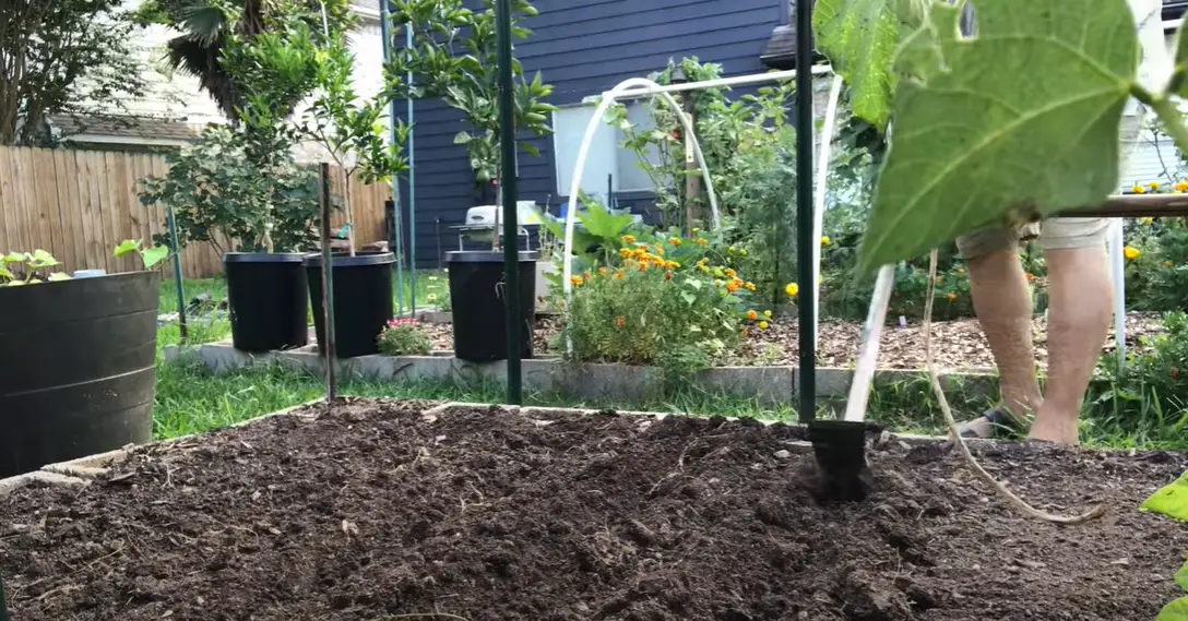 When to Plant Purple Hull Peas? - GardenProfy