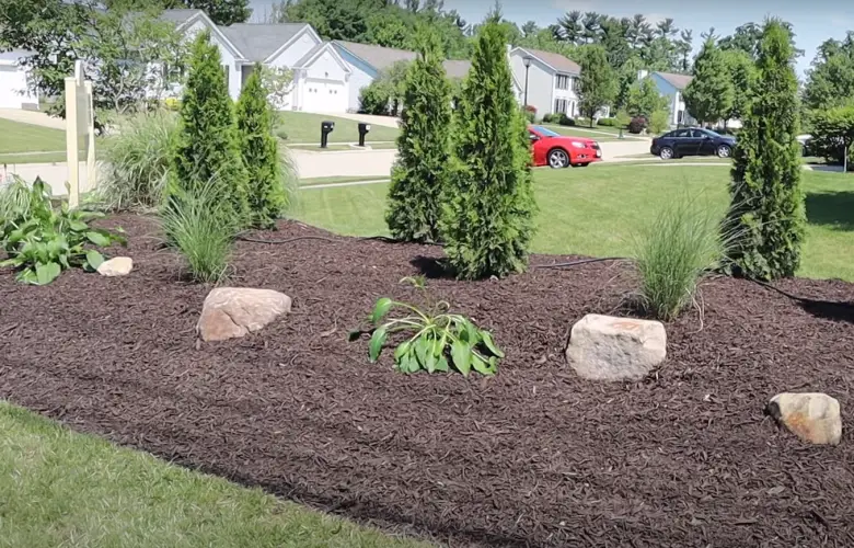 Arborvitae Landscaping Ideas - GardenProfy
