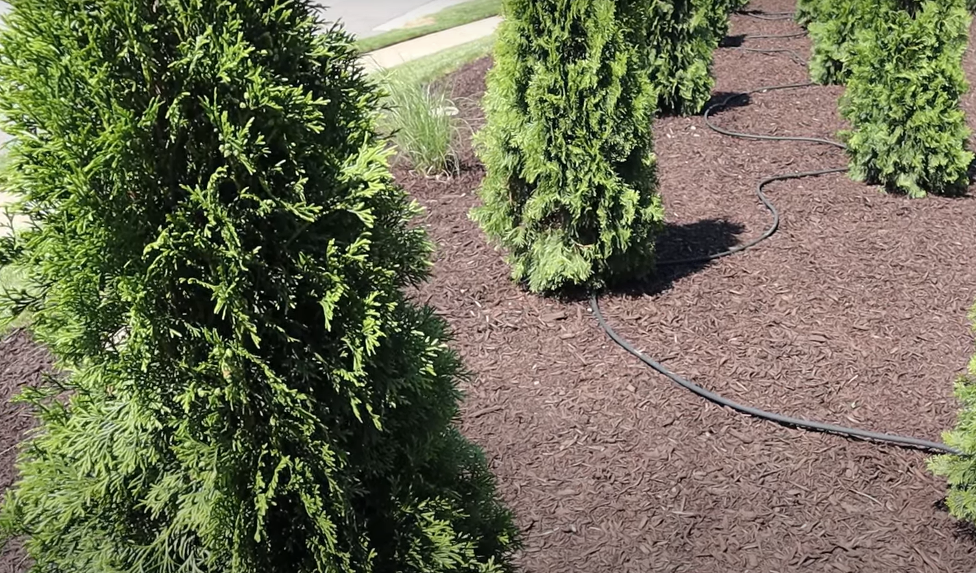 Arborvitae Landscaping Ideas - GardenProfy