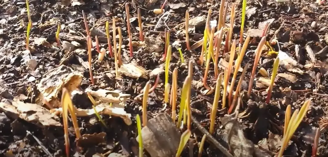 When to Plant Winter Rye? - GardenProfy