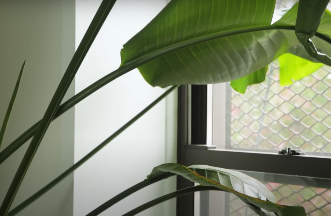 Bird of Paradise Curling Leaves: What to Do? - GardenProfy