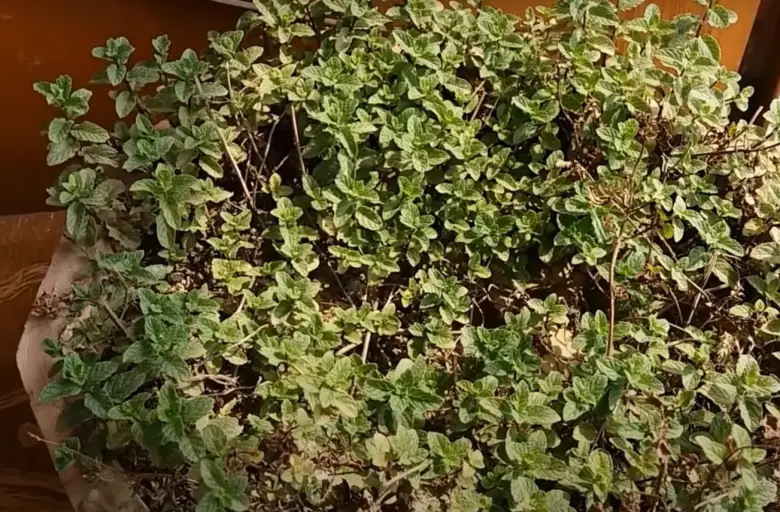 Black Spots on Mint Leaves: What to Do? - GardenProfy