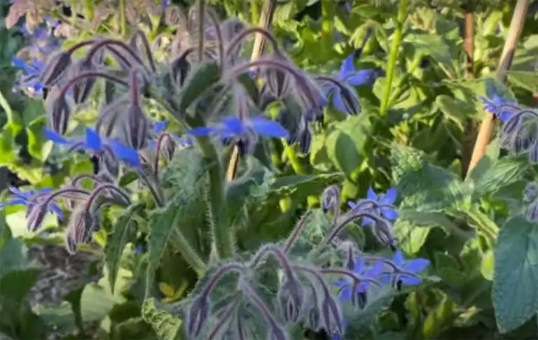 Borage Companion Plants - GardenProfy