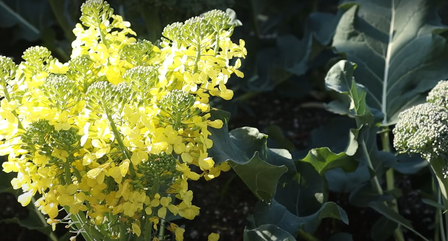 Broccoli Companion Plants - GardenProfy