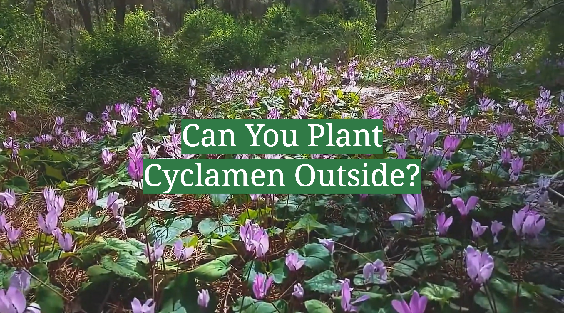 Can You Plant Cyclamen Outside? - GardenProfy