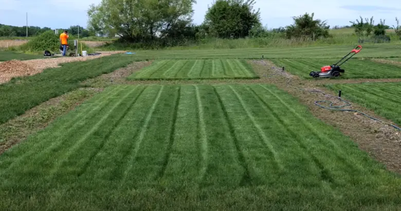 When to Plant Perennial Ryegrass? - GardenProfy