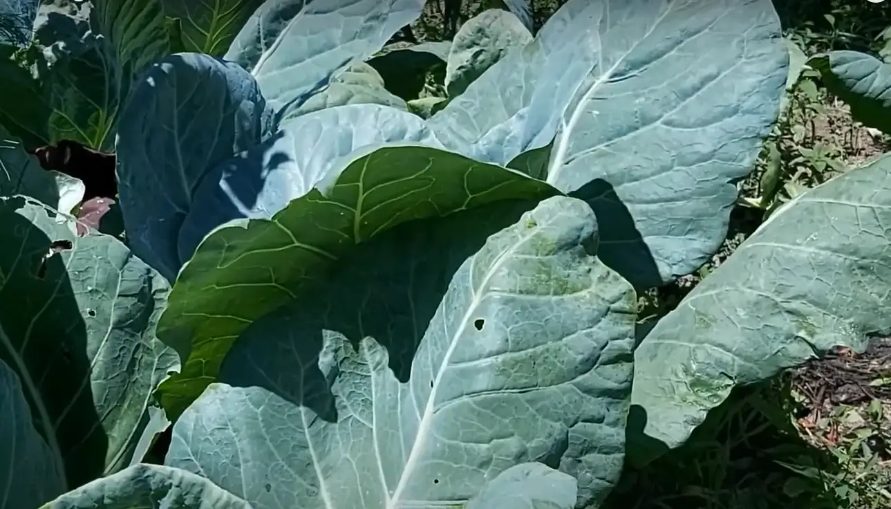 Companion Plants for Cabbage - GardenProfy