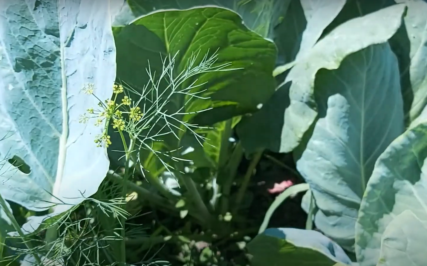 Companion Plants for Cabbage - GardenProfy