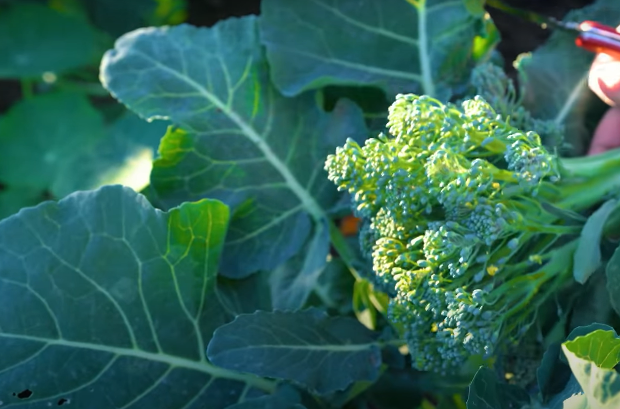 Companion Plants for Cabbage - GardenProfy