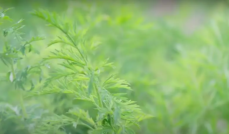 Companion Plants for Dill - GardenProfy