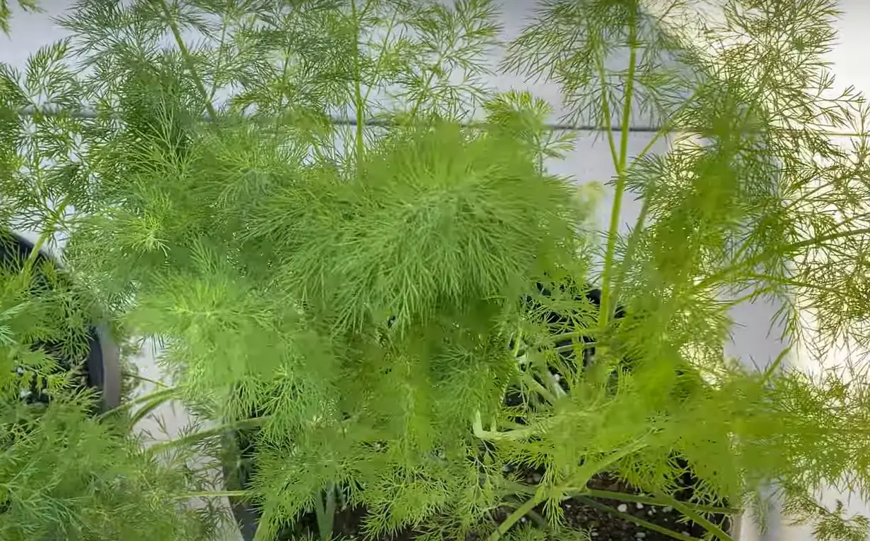 Companion Plants for Dill - GardenProfy
