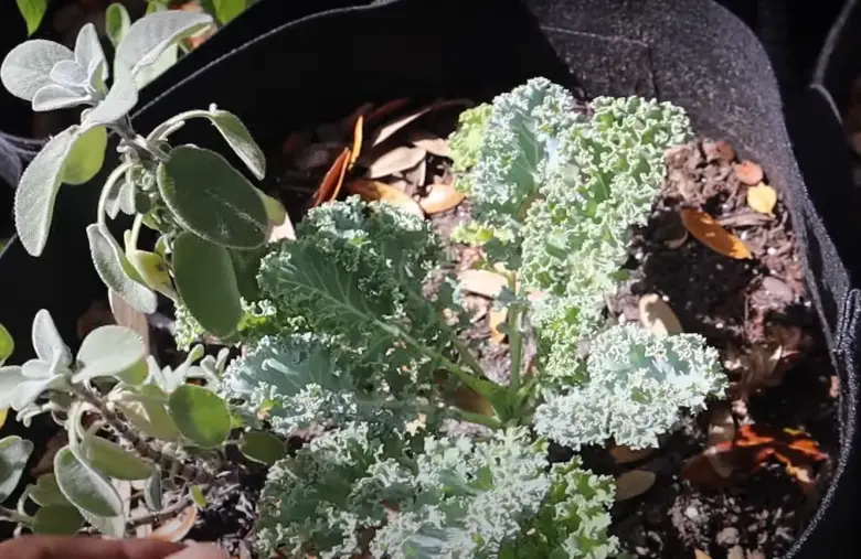 Companion Plants for Kale - GardenProfy