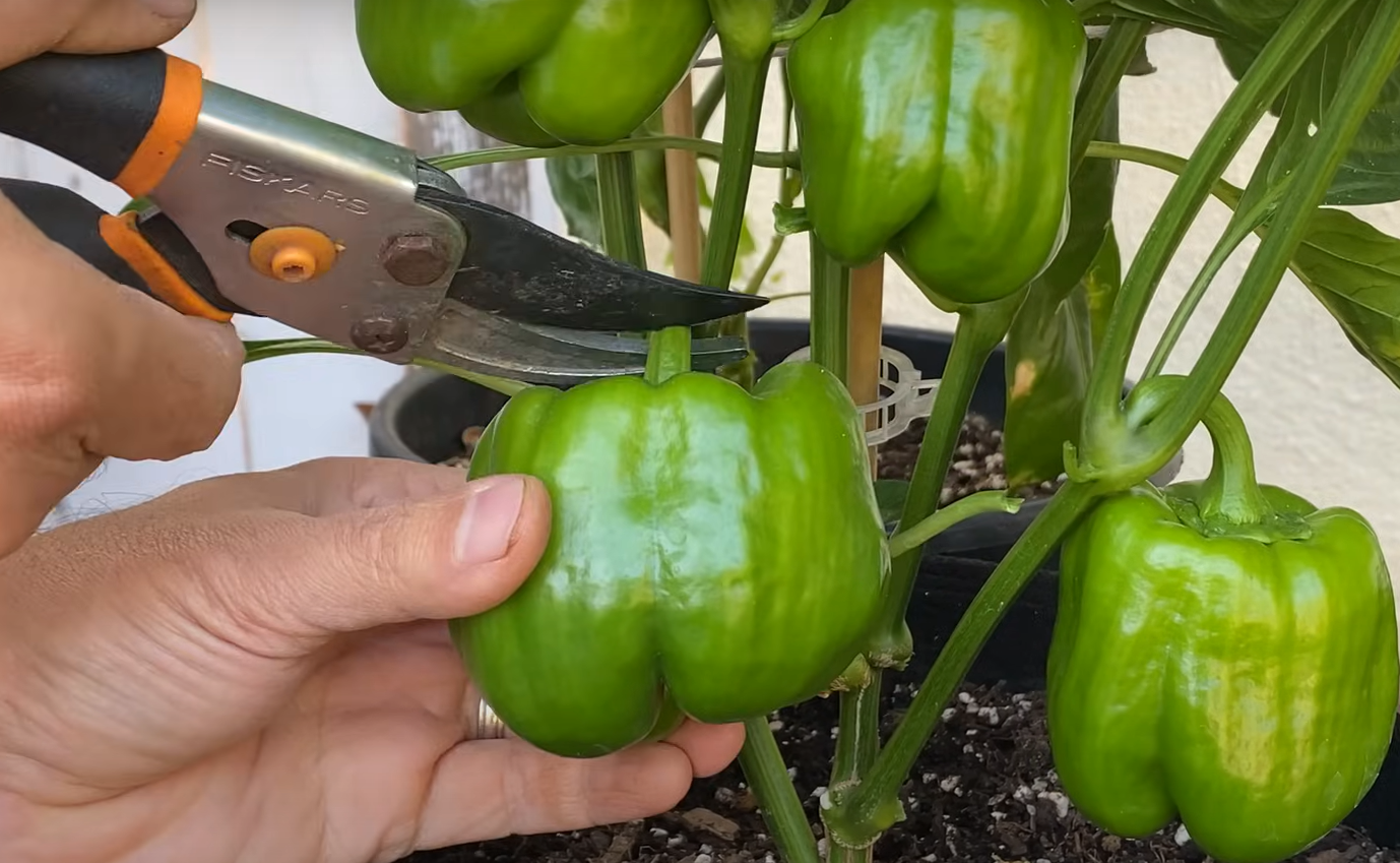 Do Bell Peppers Need to Be Pollinated? - GardenProfy
