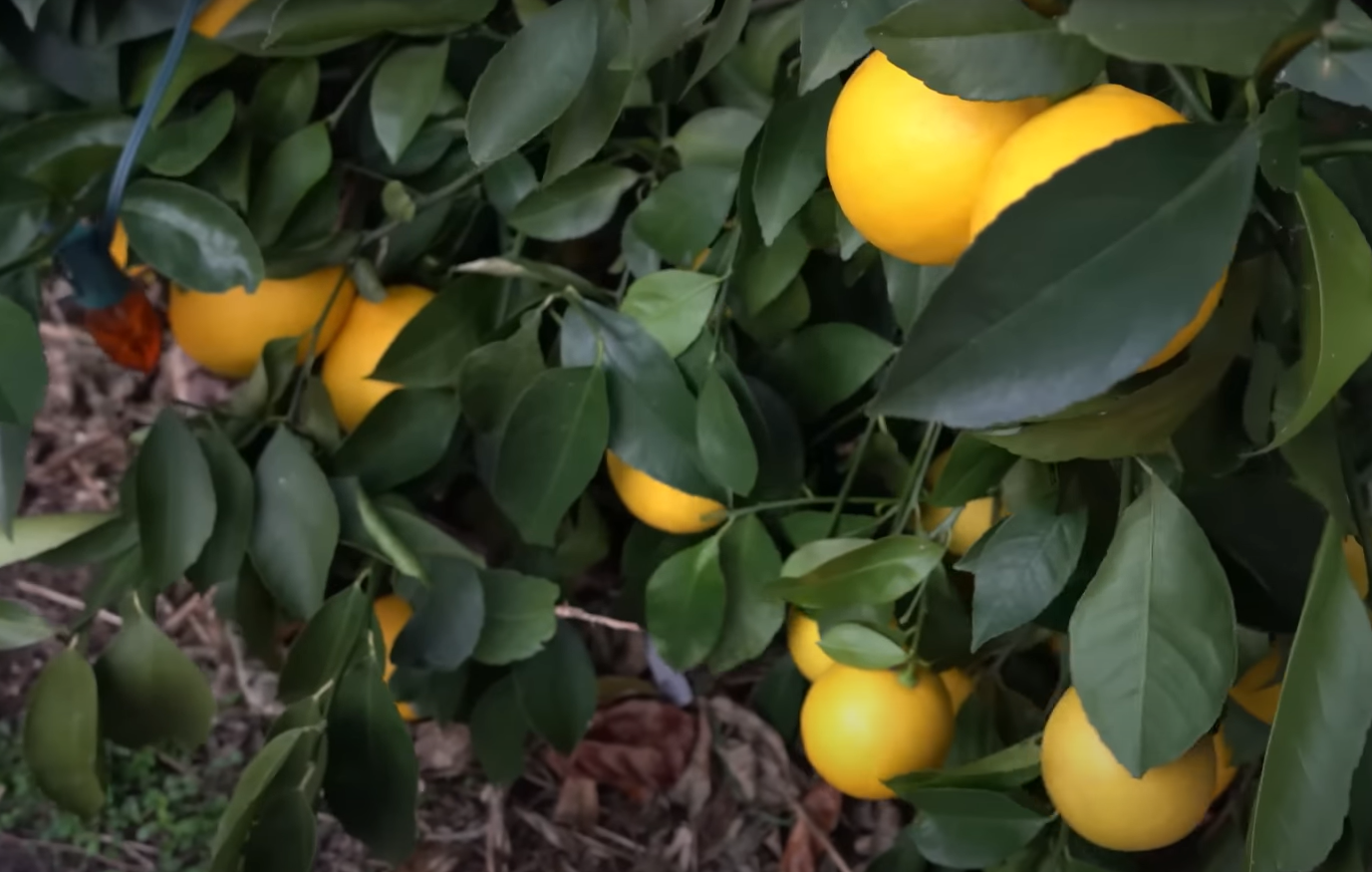 Do Lemon Trees Have Thorns? - GardenProfy