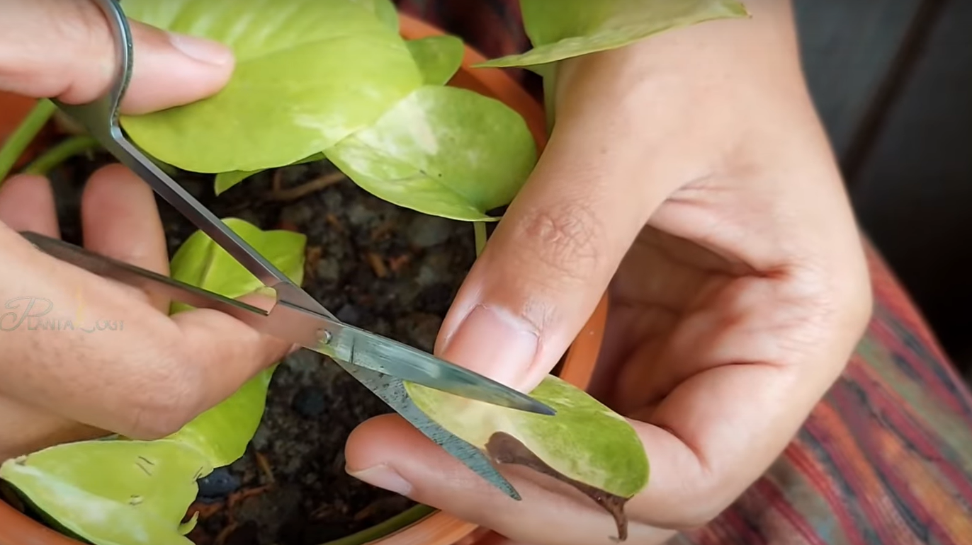 Gardenia Leaves Turning Brown: What to Do? - GardenProfy