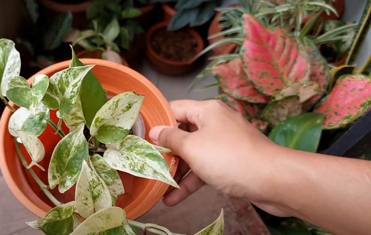 Gardenia Leaves Turning Brown: What to Do? - GardenProfy