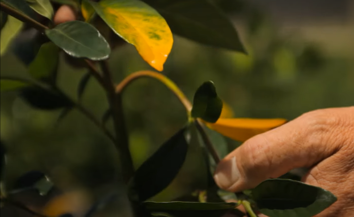 Gardenia Leaves Turning Yellow: What to Do? - GardenProfy