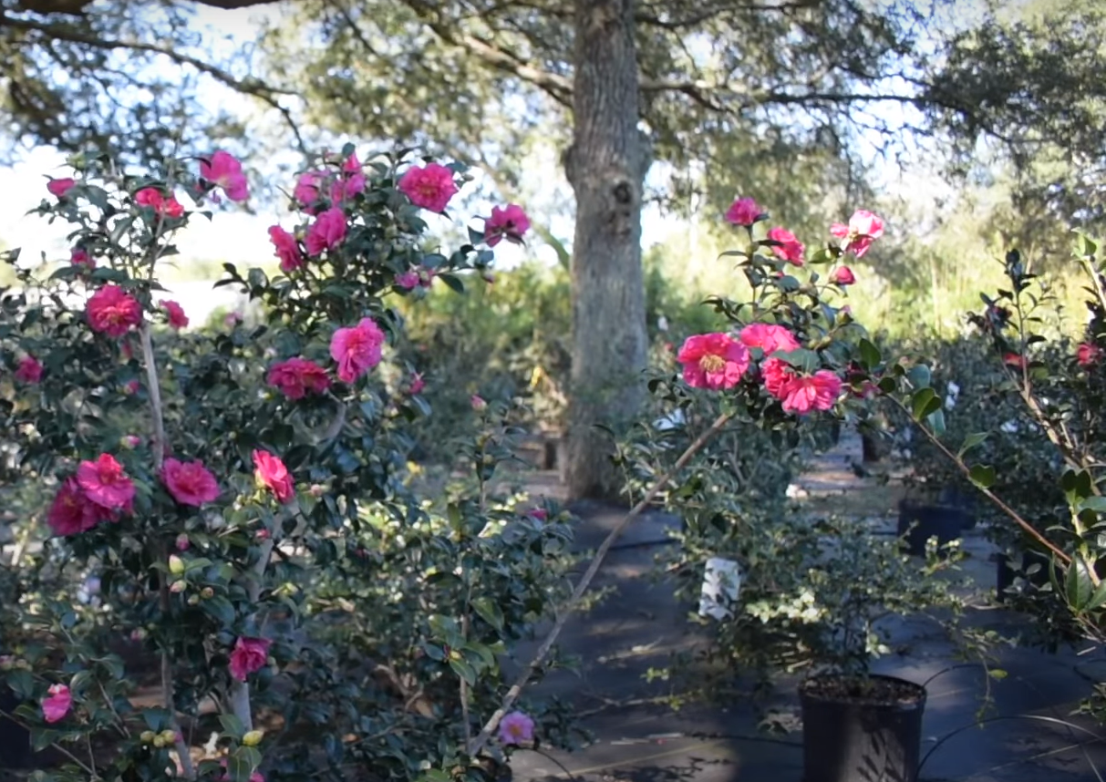 Gardenia vs. Camellia: Which is Better for Your Garden? - GardenProfy