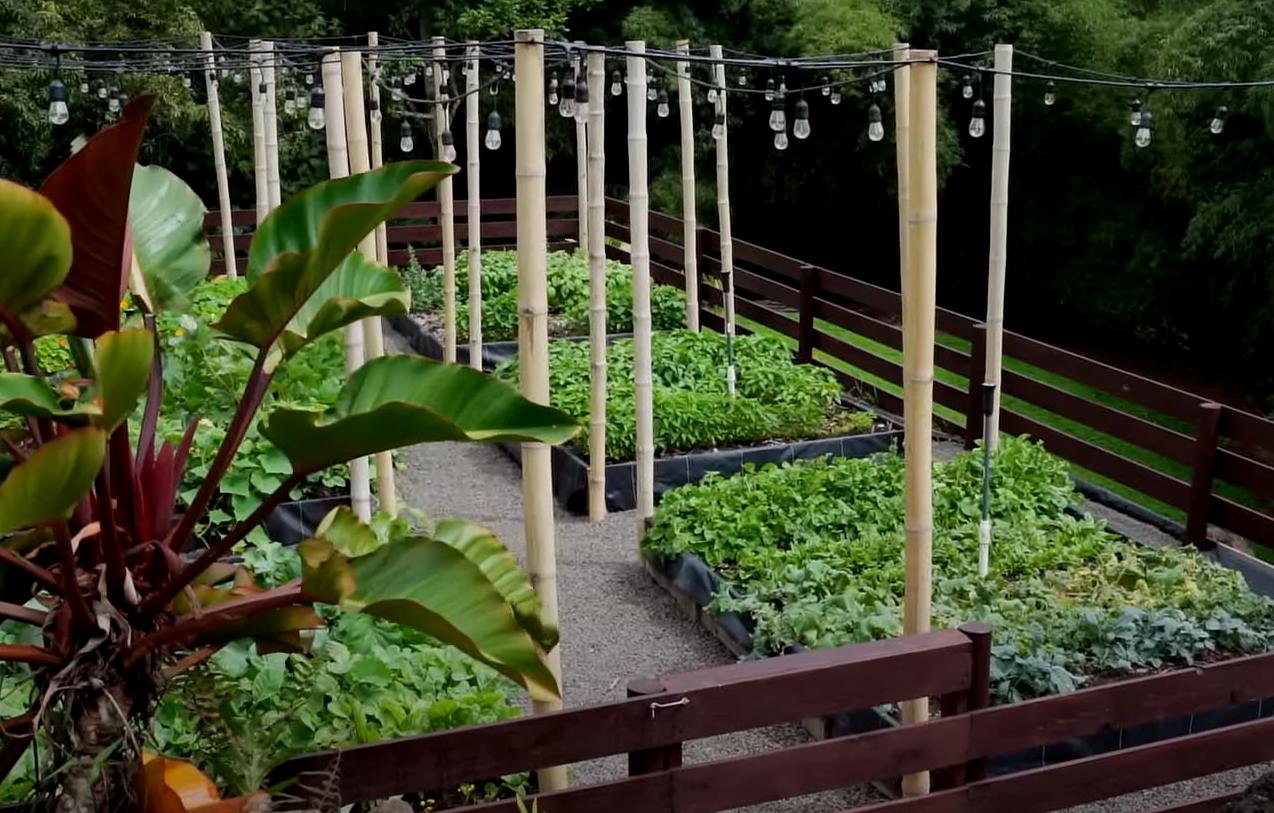 Hawaii Landscaping Ideas - GardenProfy